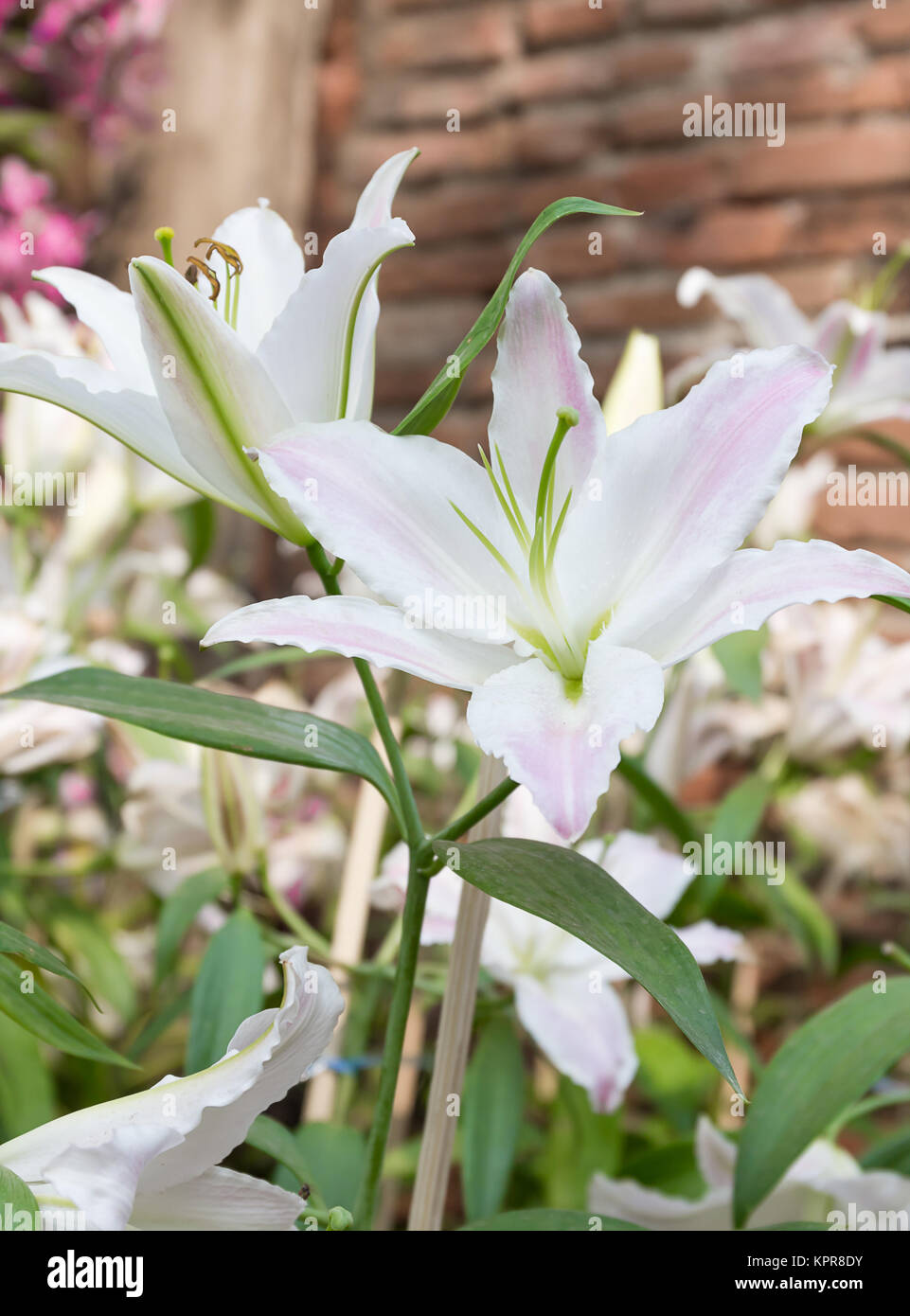 Close up of white lily flower Stock Photo - Alamy