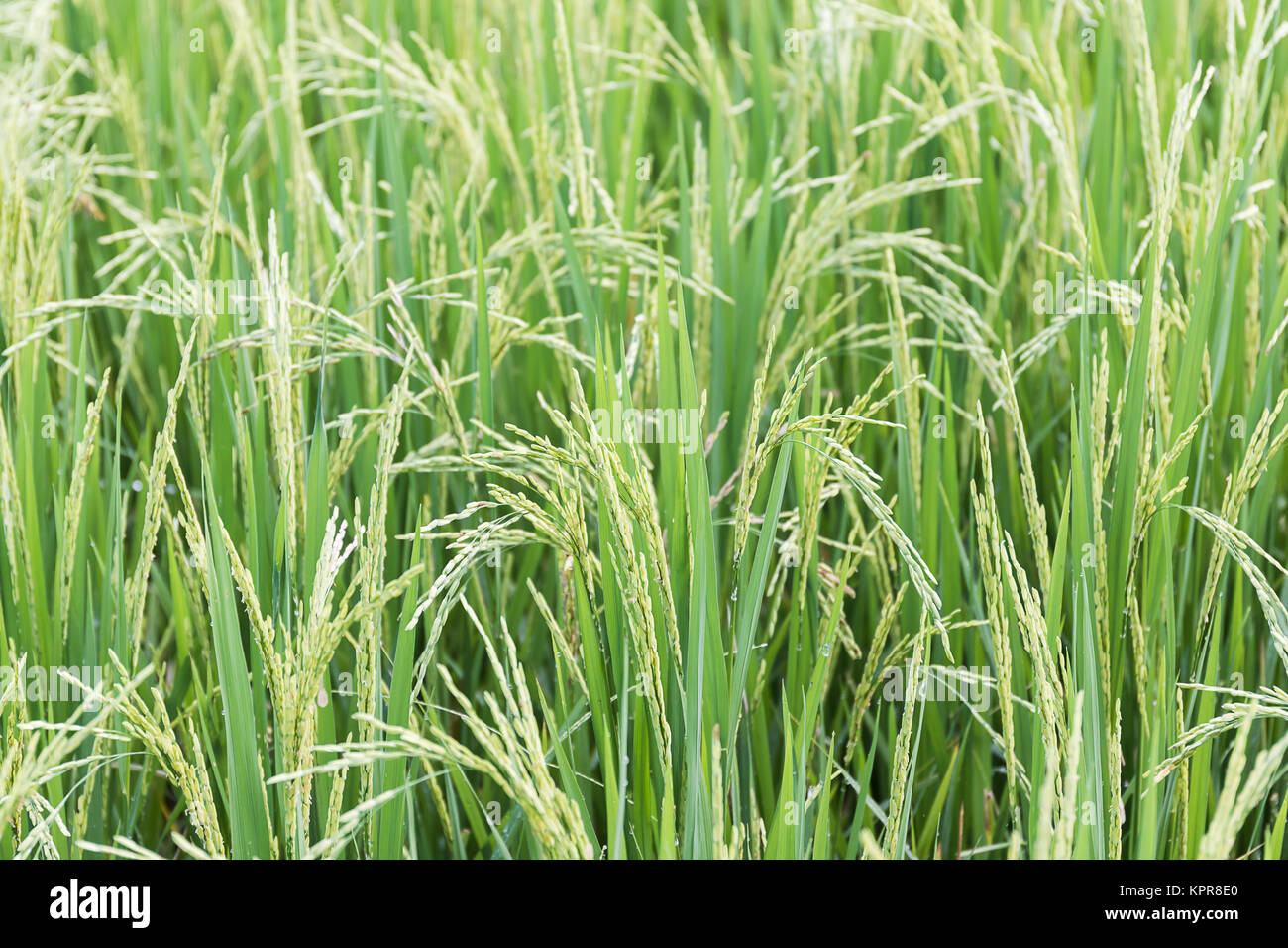 Close up paddy field Stock Photo - Alamy