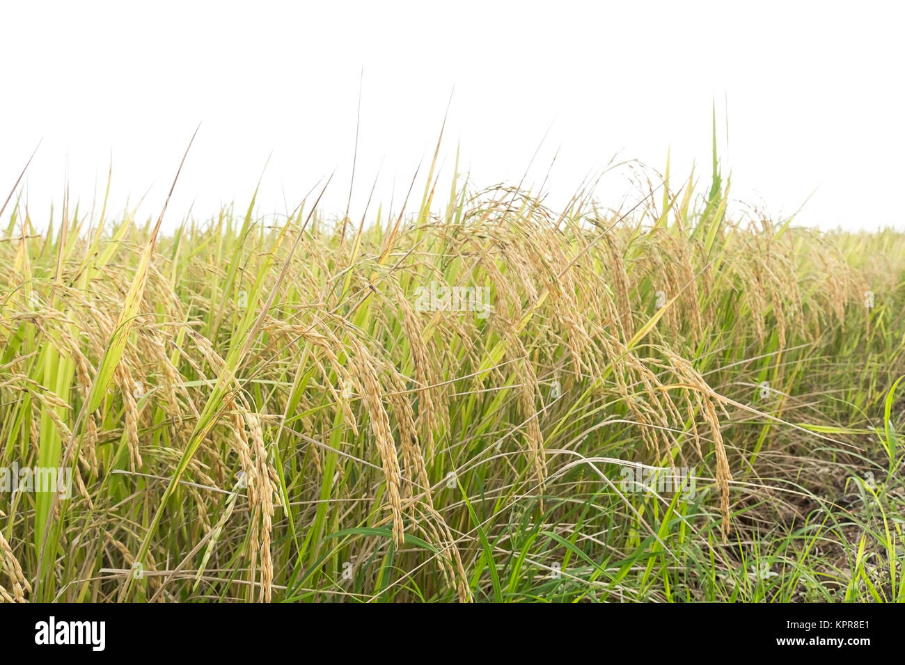 Close up rice fields Stock Photo - Alamy