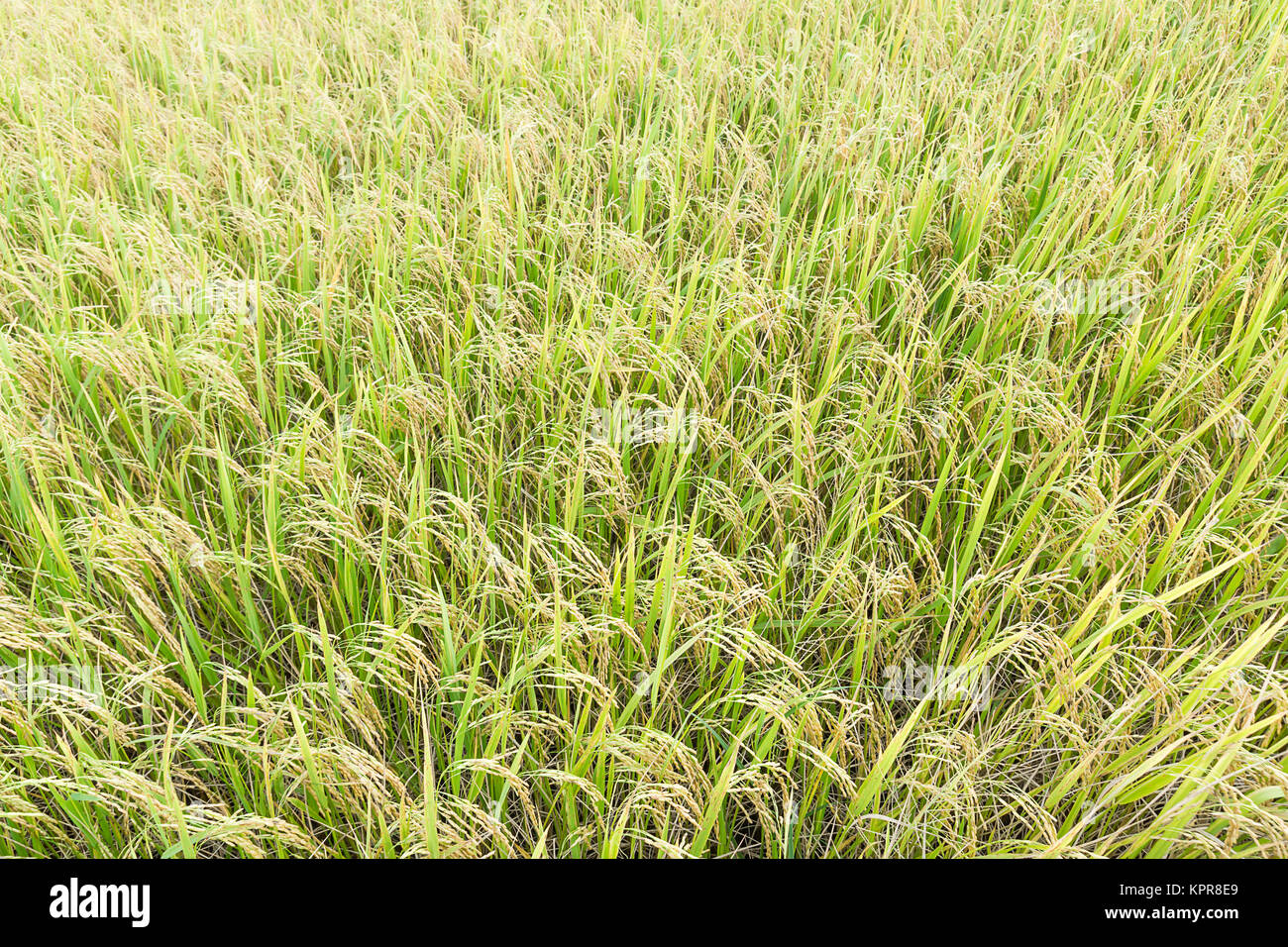 Close up top view rice fields Stock Photo - Alamy