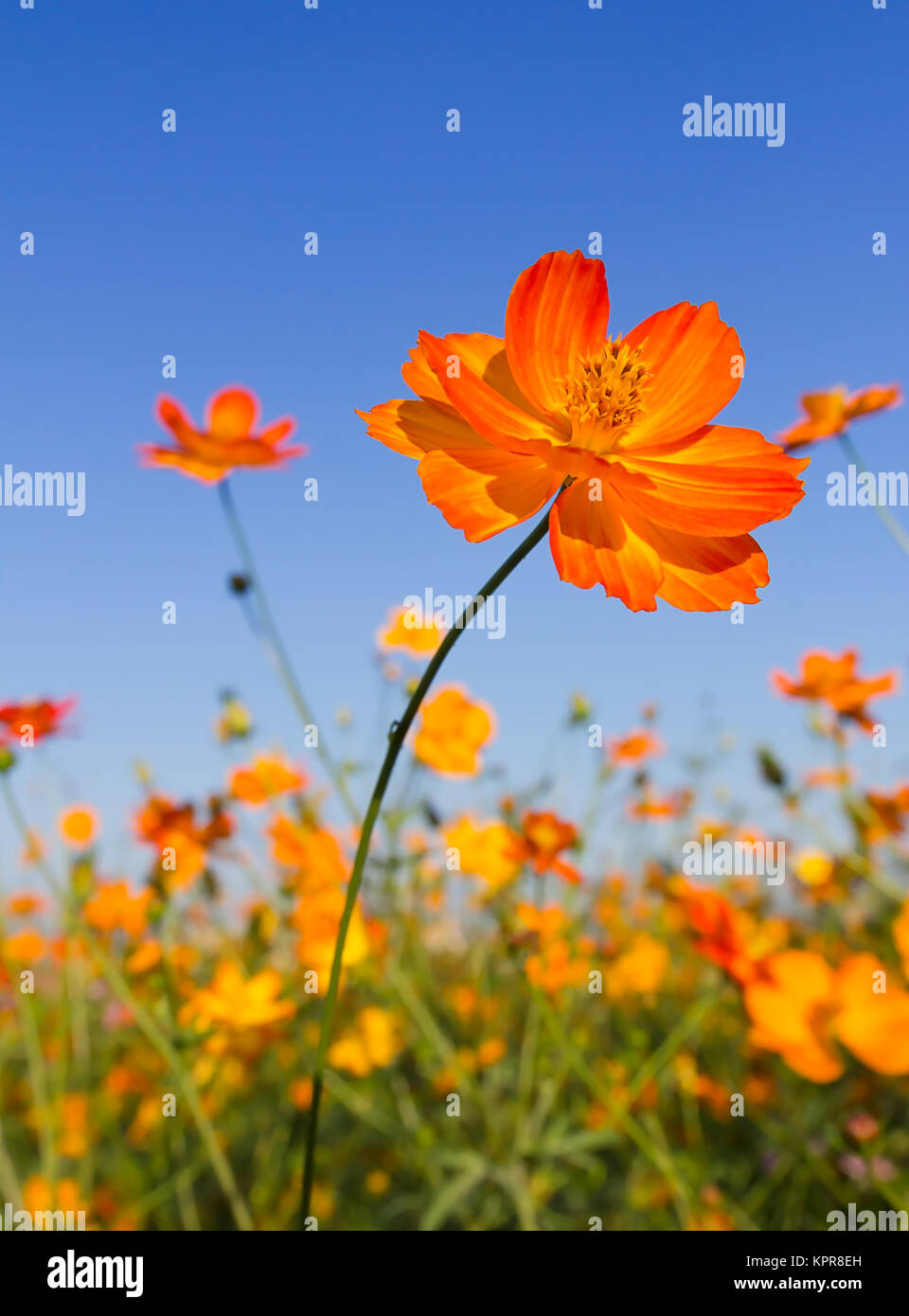 Closeup Orange cosmos flowers or Sulfur cosmos Stock Photo - Alamy