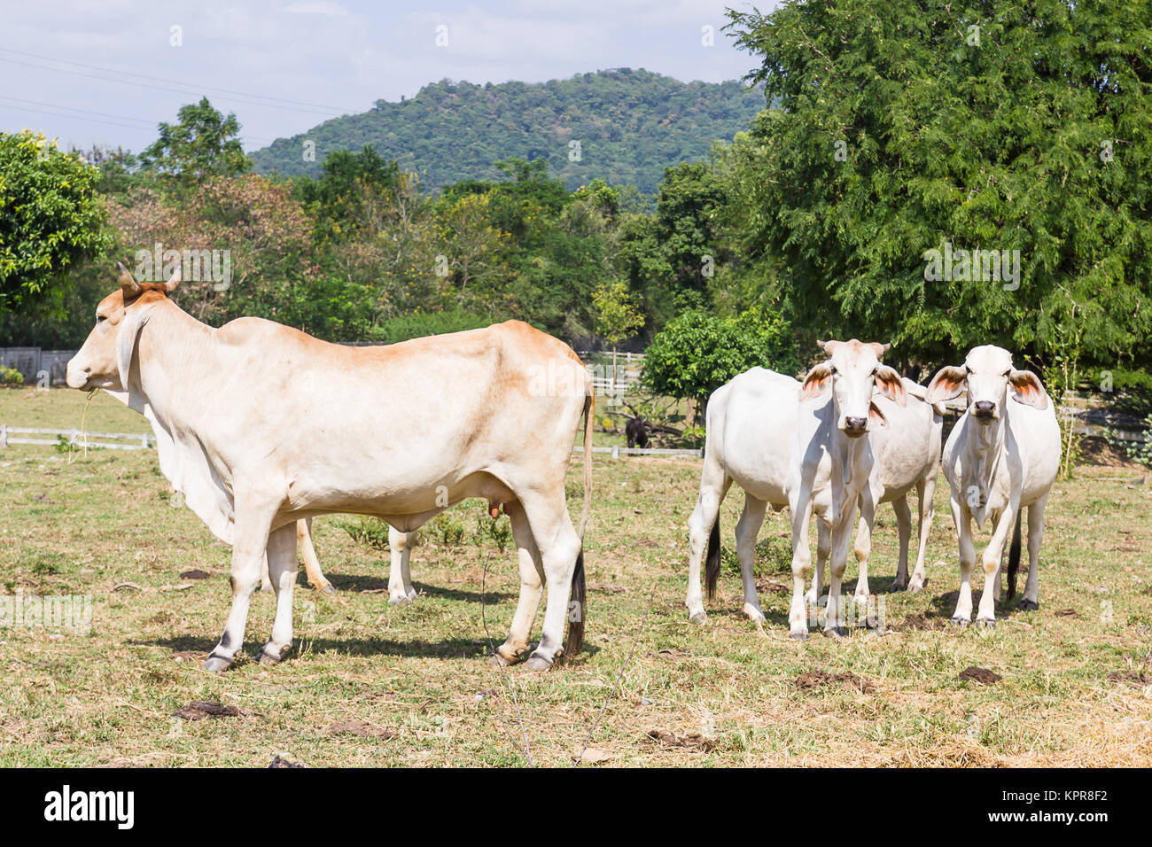 Cow standing in farm Stock Photo - Alamy