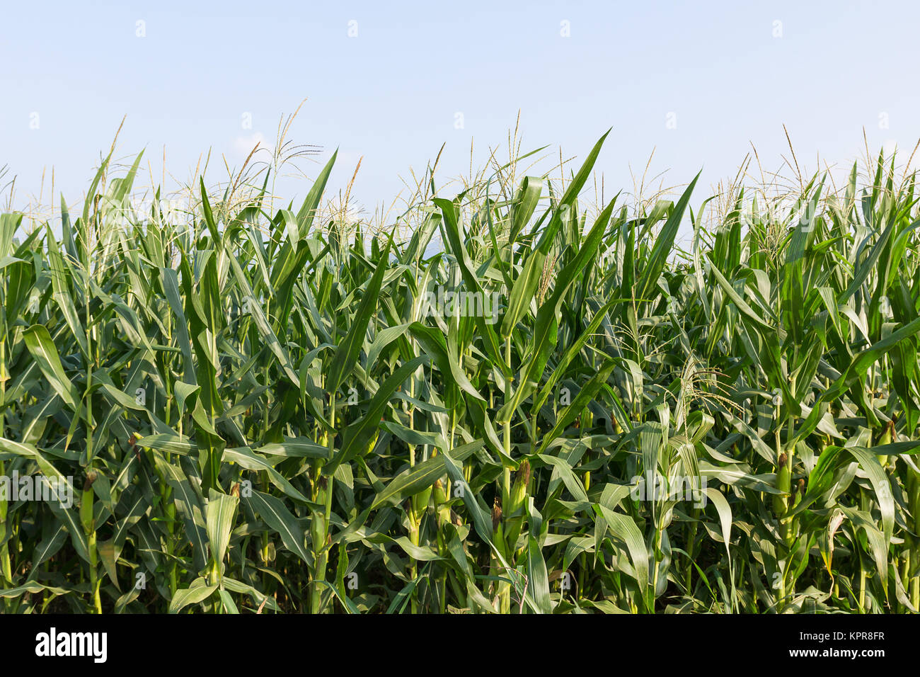 Field of corn ready for harvest Stock Photo - Alamy