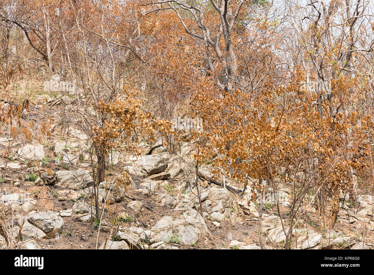 Forest after fire on a mountain Stock Photo - Alamy