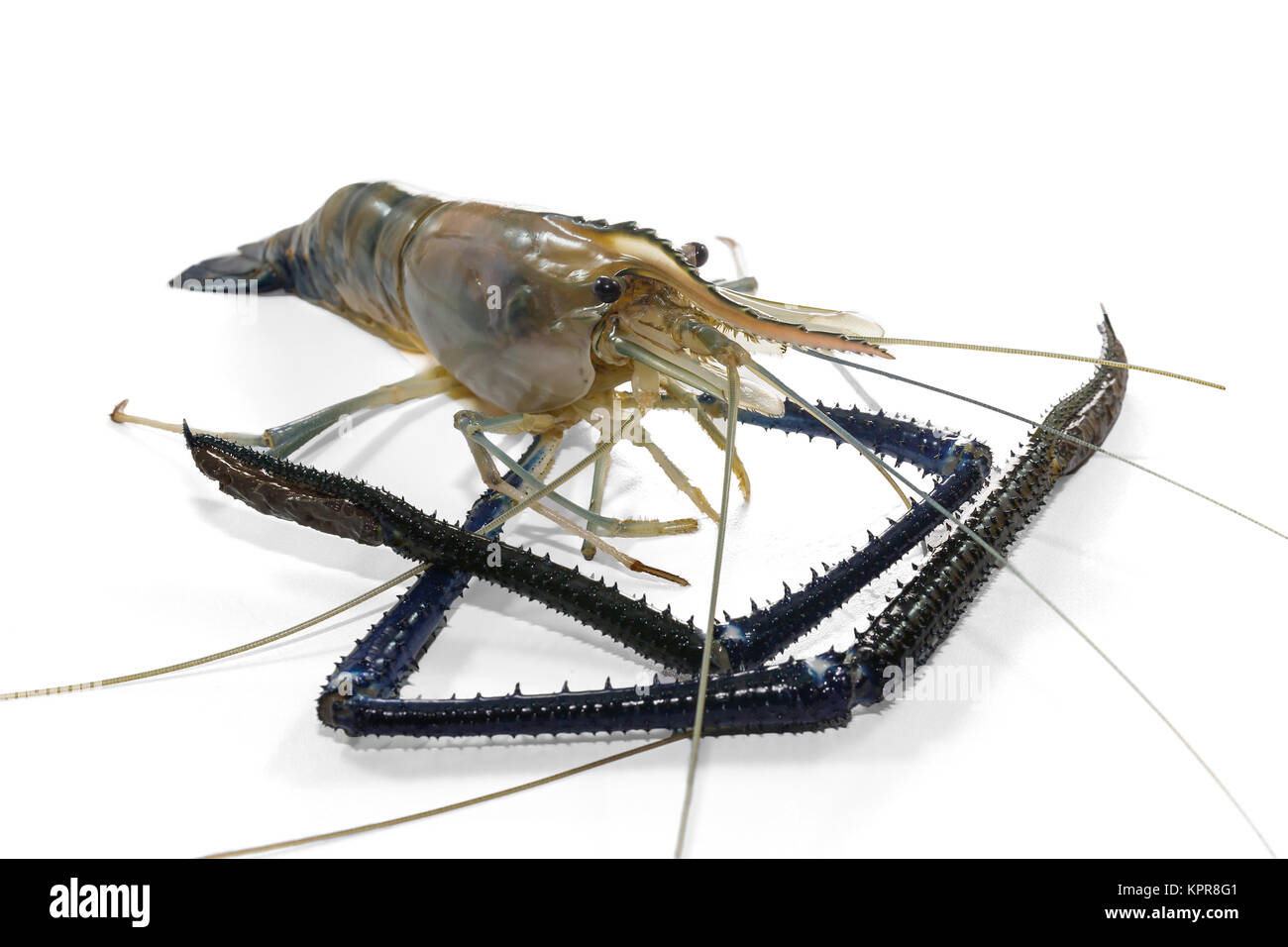 Giant Freshwater Prawn Stock Photos & Giant Freshwater Prawn Stock ...