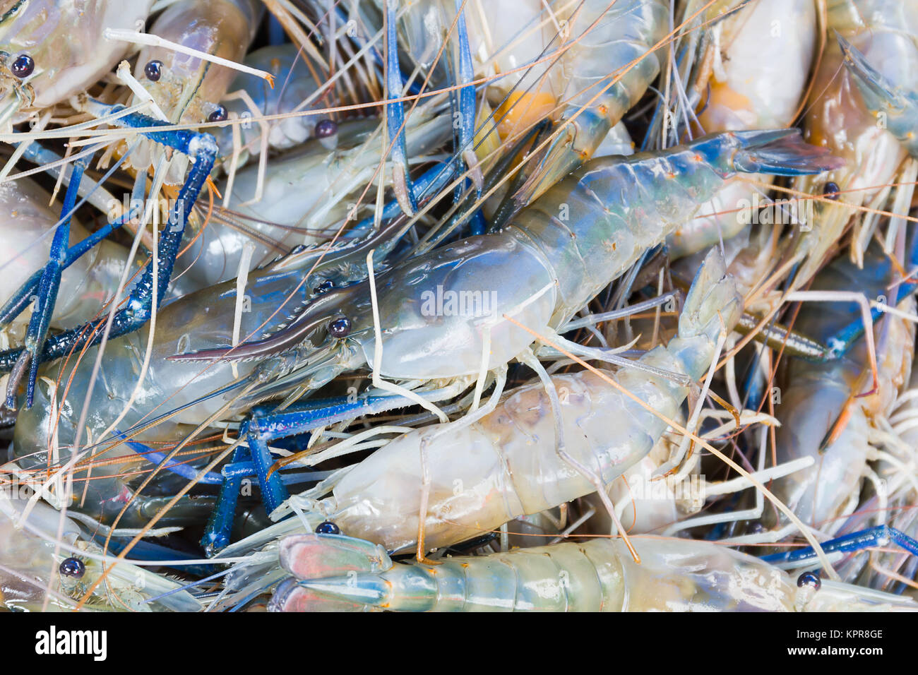 Fresh prawn shrimp on the market Stock Photo - Alamy