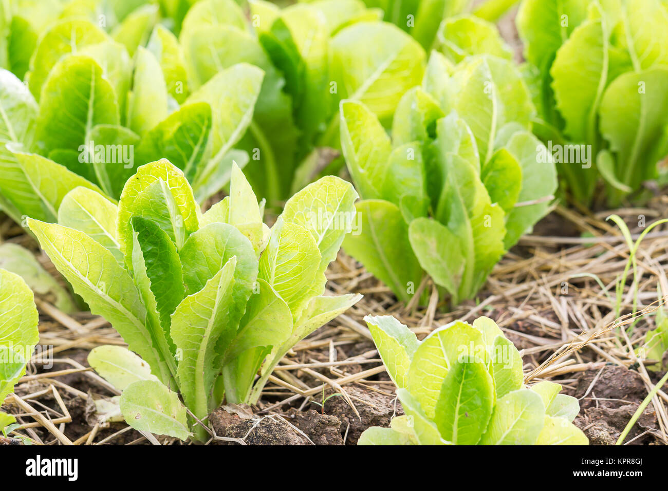 Green lettuce plant Stock Photo - Alamy