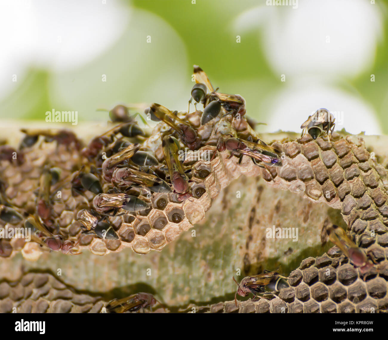Hornet on net Stock Photo - Alamy