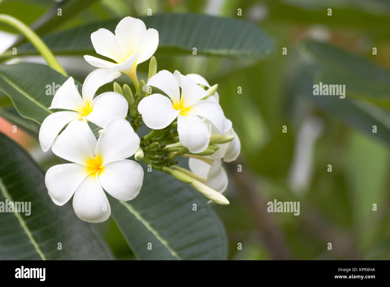 Lan thom flower Stock Photo - Alamy