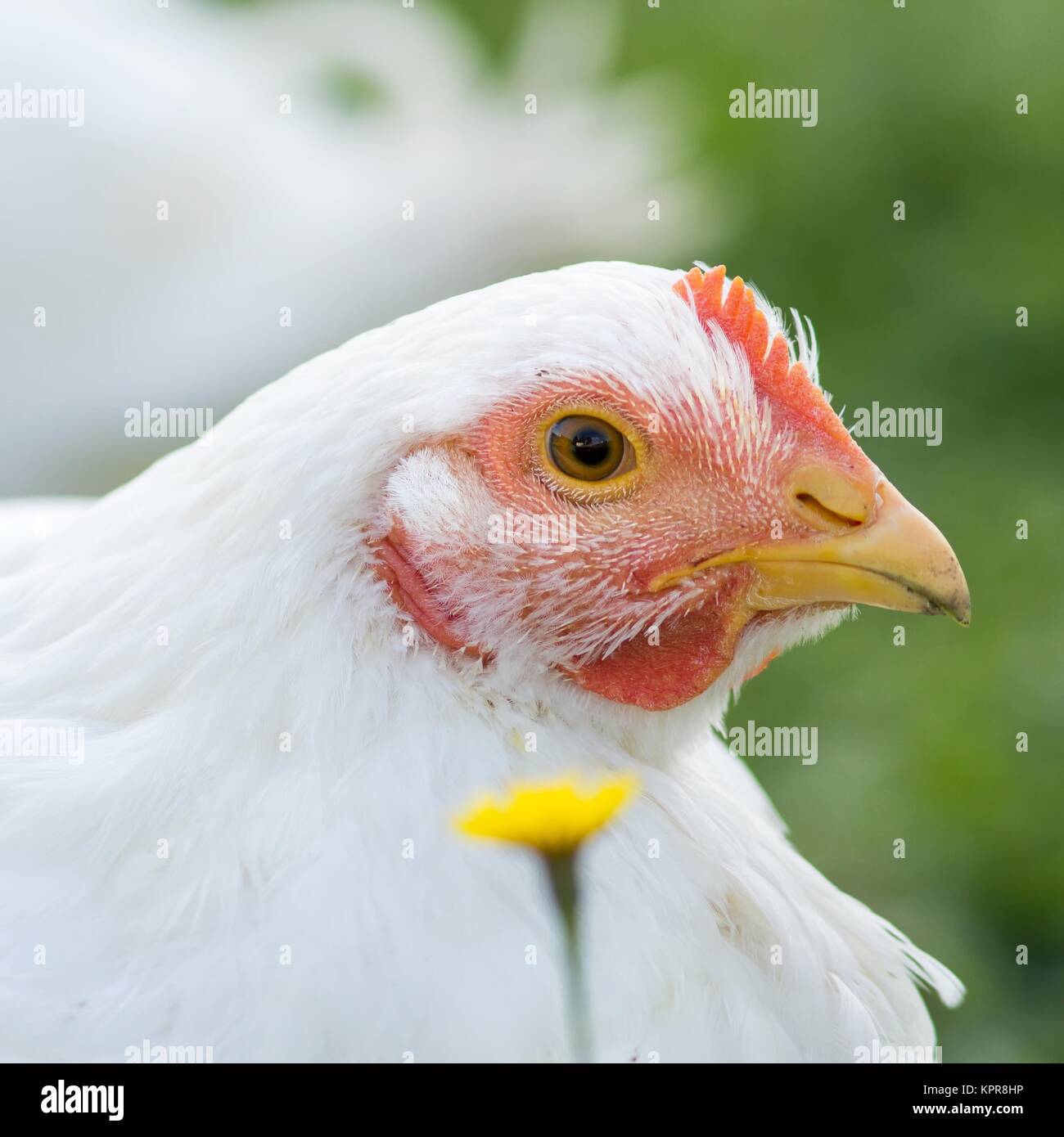 Bankiva chickens hi-res stock photography and images - Alamy