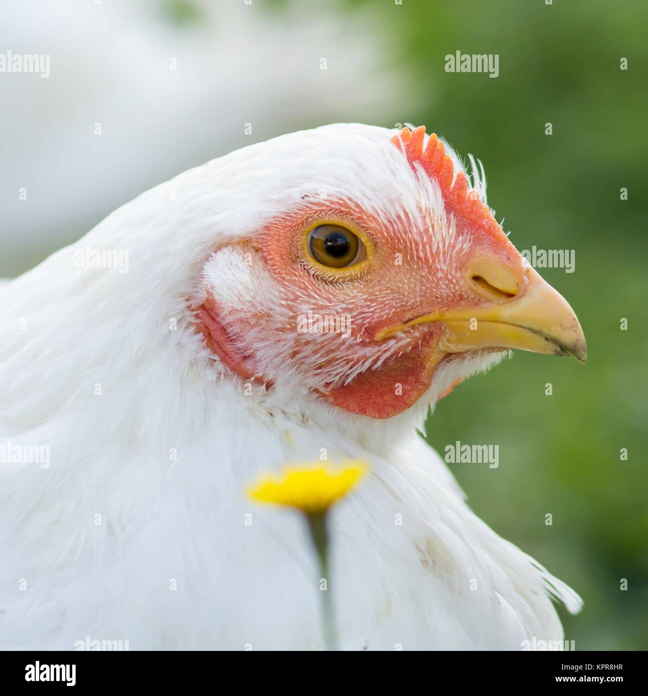 Young broiler chicken Stock Photo - Alamy