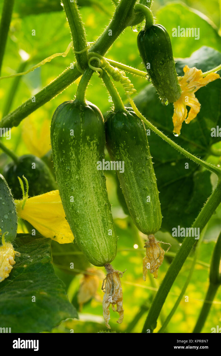 cucumber in the plantation Stock Photo - Alamy