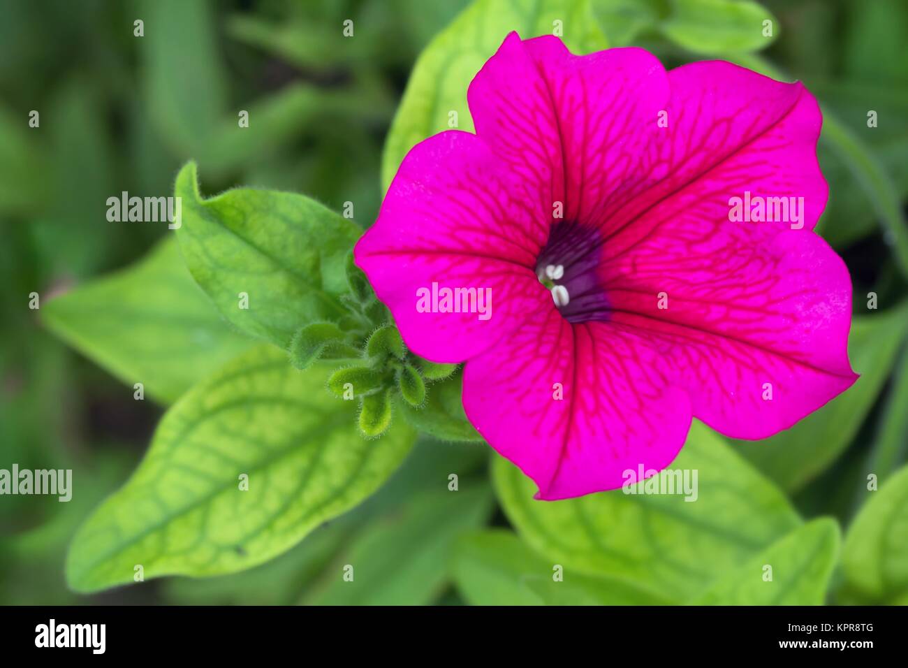 Pinkfarbene Garten-Petunien / Pink garden Petunia Stock Photo - Alamy