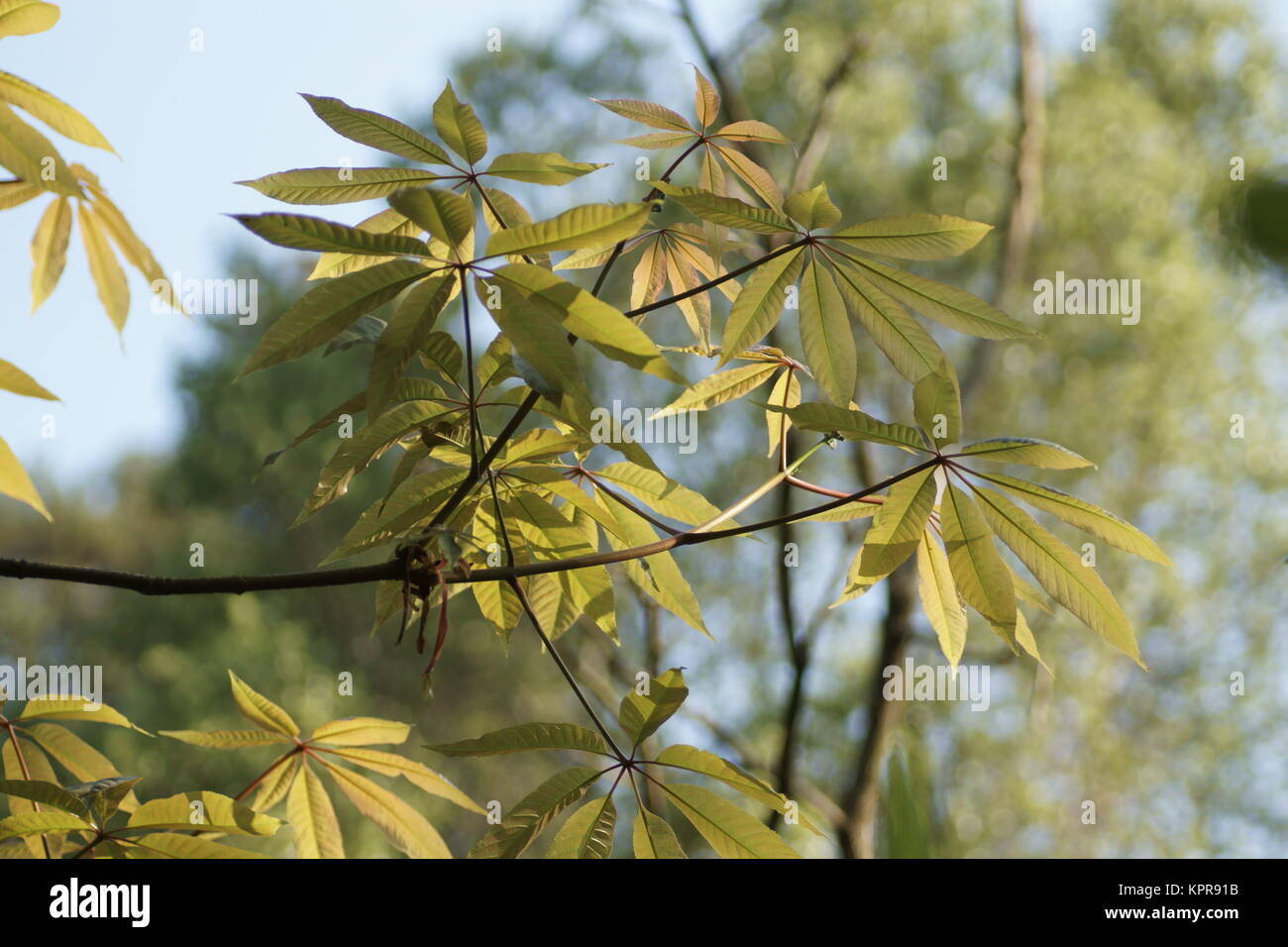 Pakistan wales flag hi-res stock photography and images - Alamy