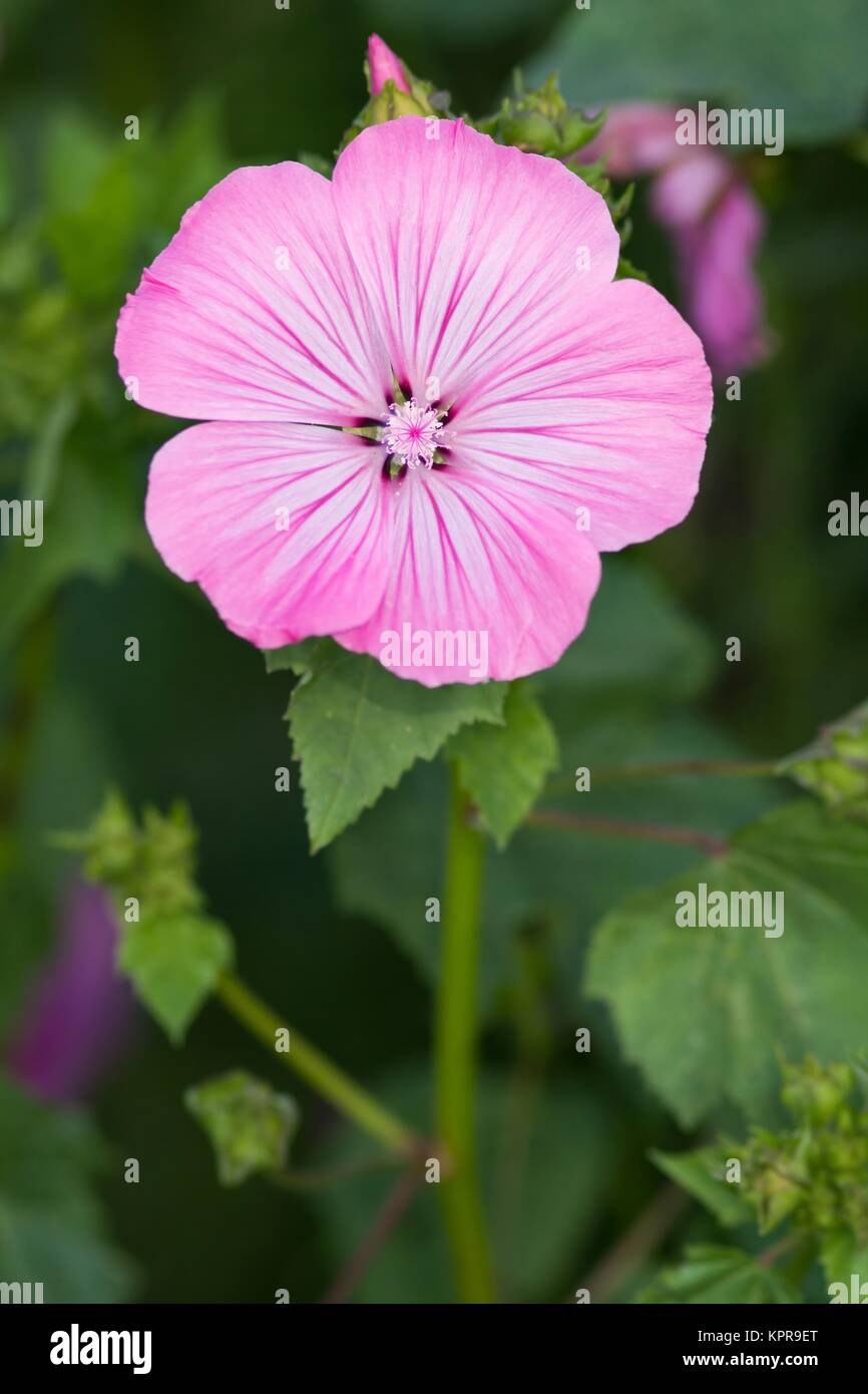 pink mallow flowers / pink mallow flowers Stock Photo - Alamy