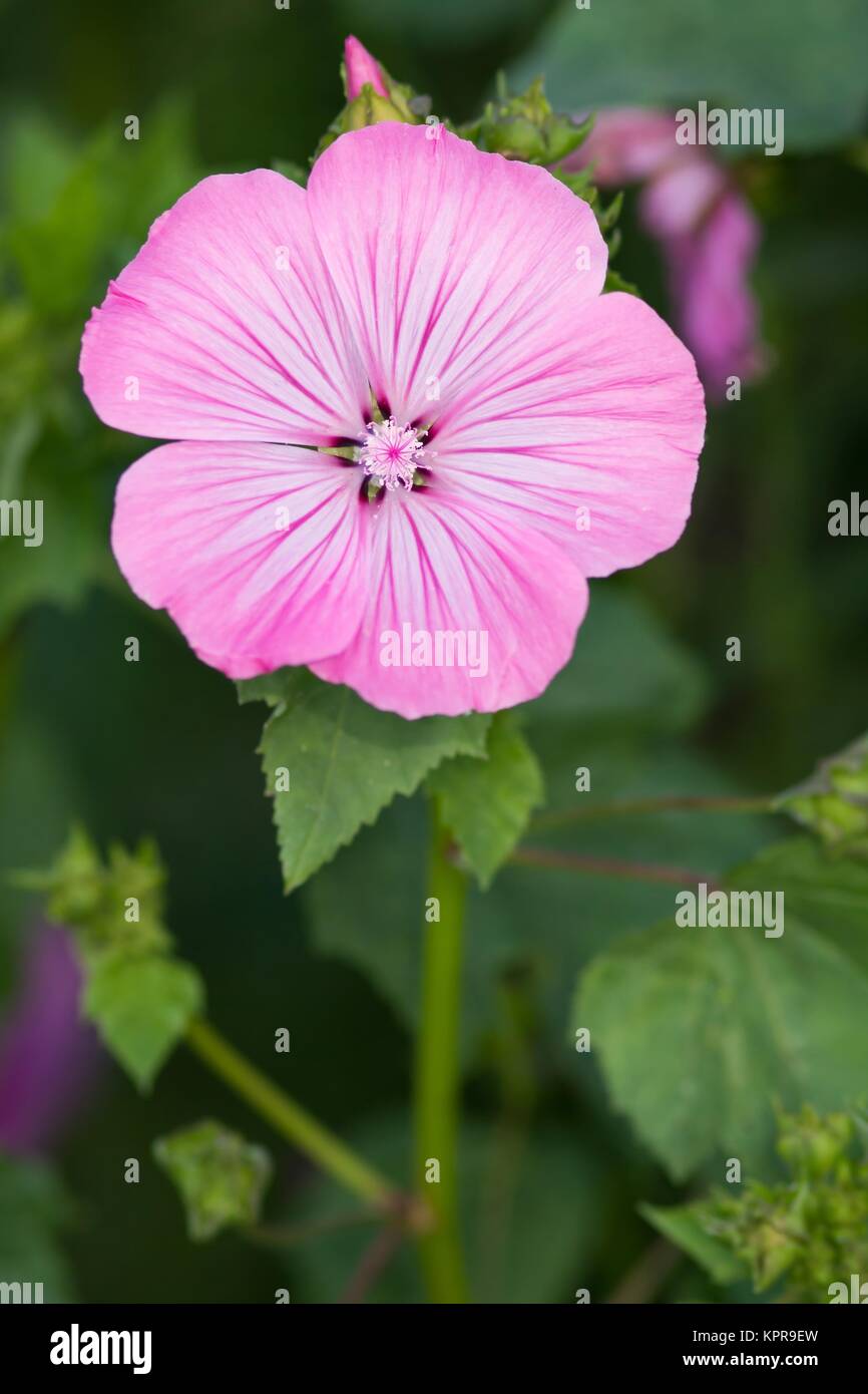 pink mallow flowers / pink mallow flowers Stock Photo - Alamy