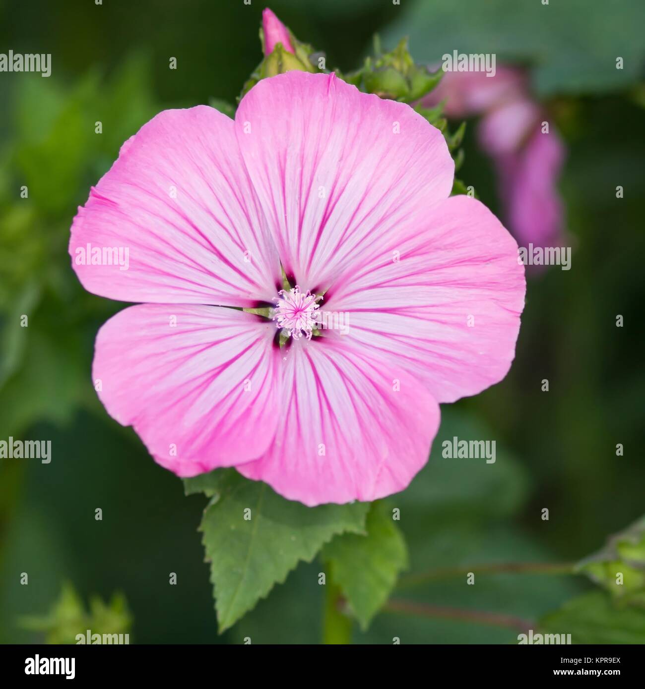 pink mallow flowers / pink mallow flowers Stock Photo - Alamy