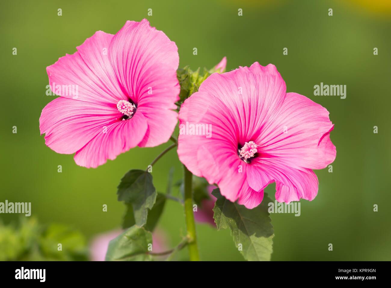 pink mallow flowers / pink mallow flowers Stock Photo - Alamy