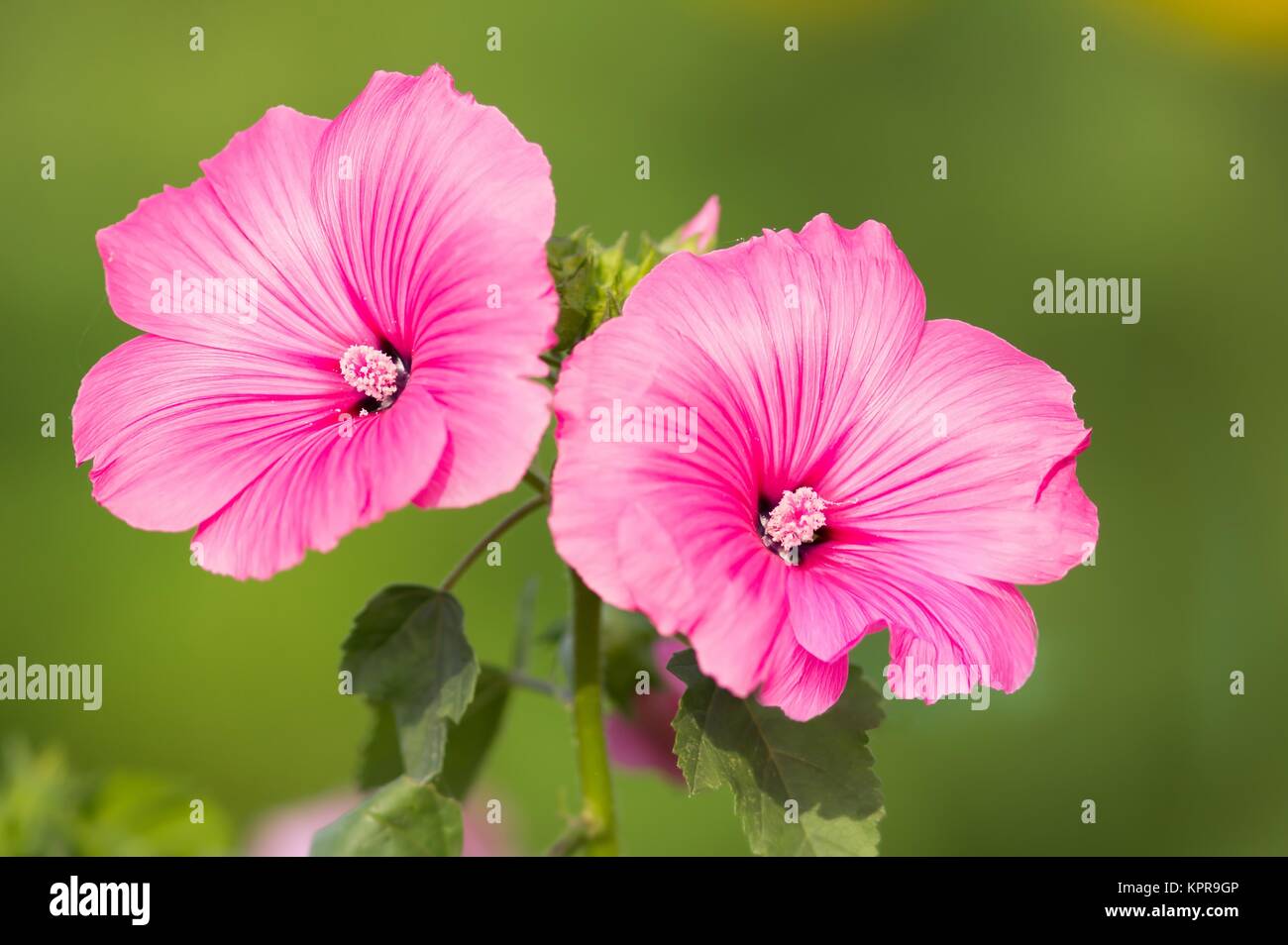 pink mallow flowers / pink mallow flowers Stock Photo - Alamy