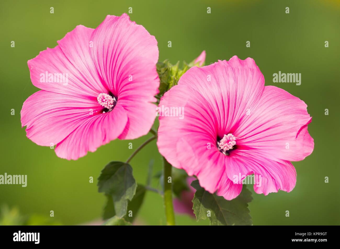 pink mallow flowers / pink mallow flowers Stock Photo - Alamy