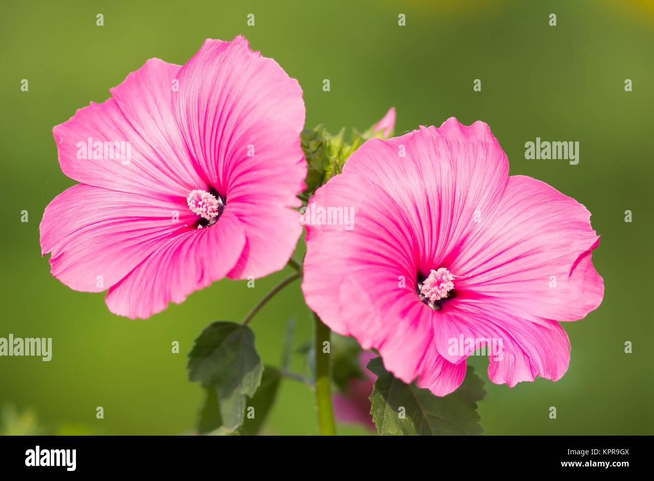 pink mallow flowers / pink mallow flowers Stock Photo - Alamy