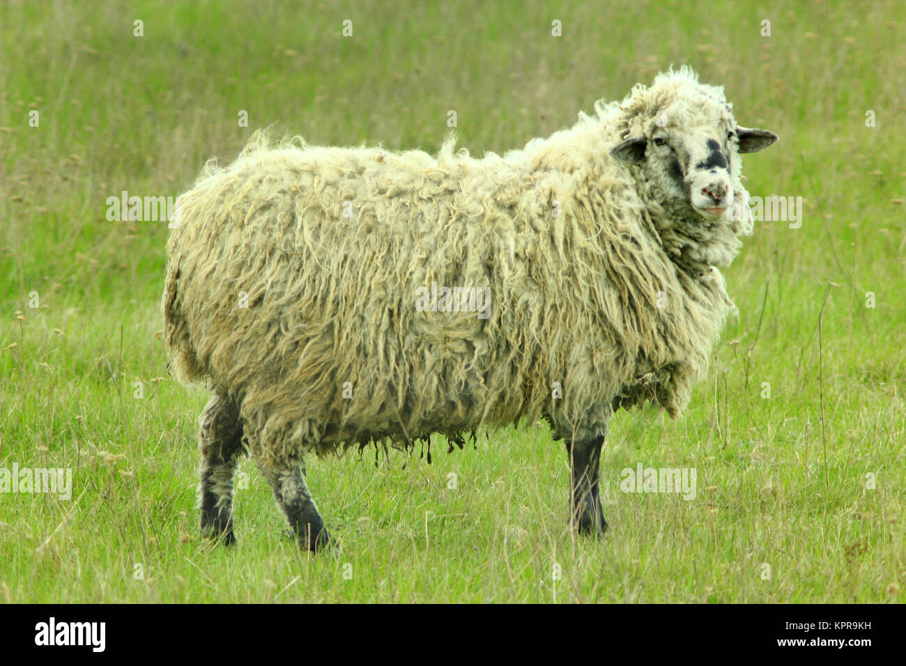 Sheep with thick wool hi-res stock photography and images - Alamy