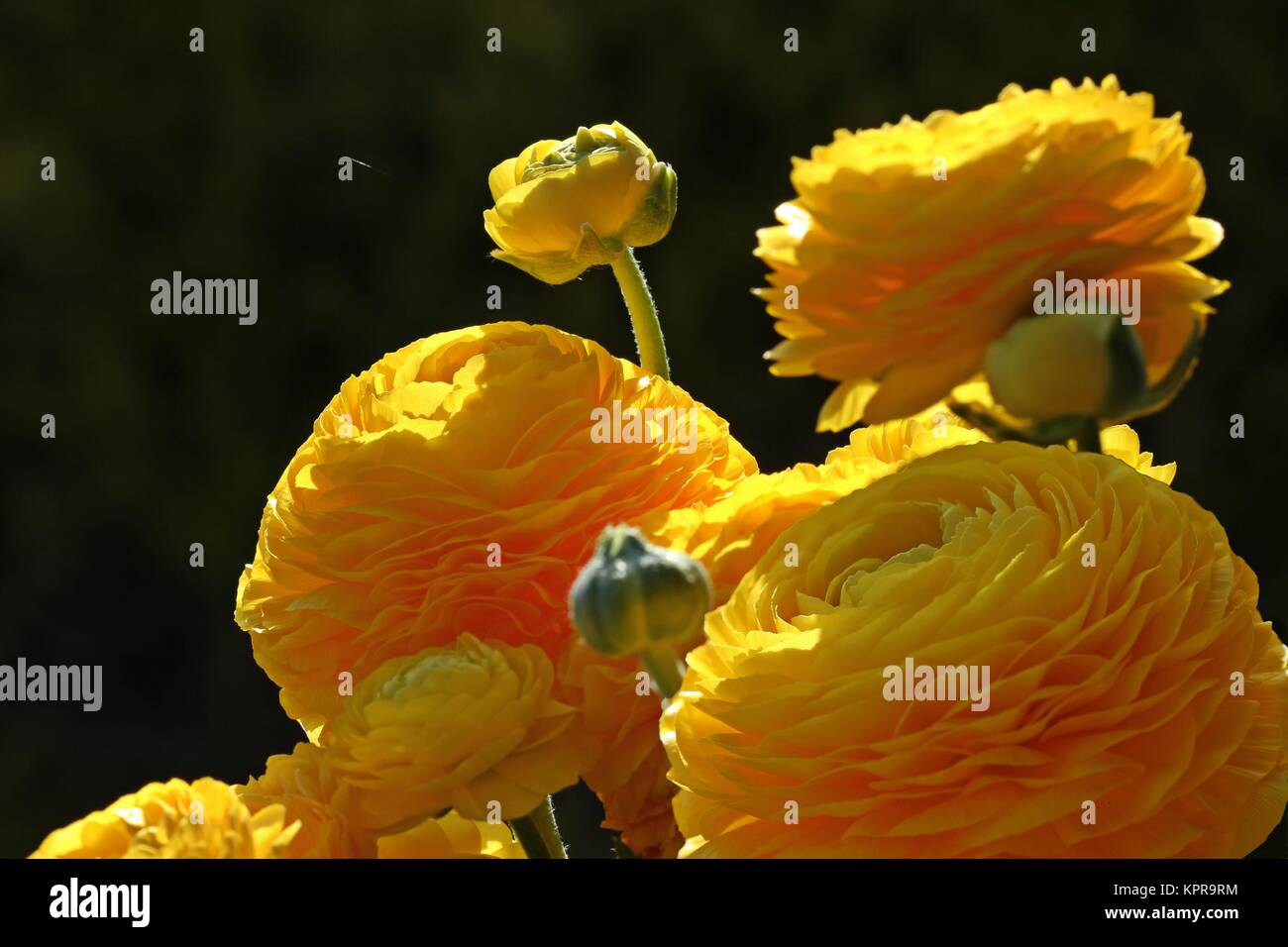 Yellow Ranunkel flowers Stock Photo - Alamy