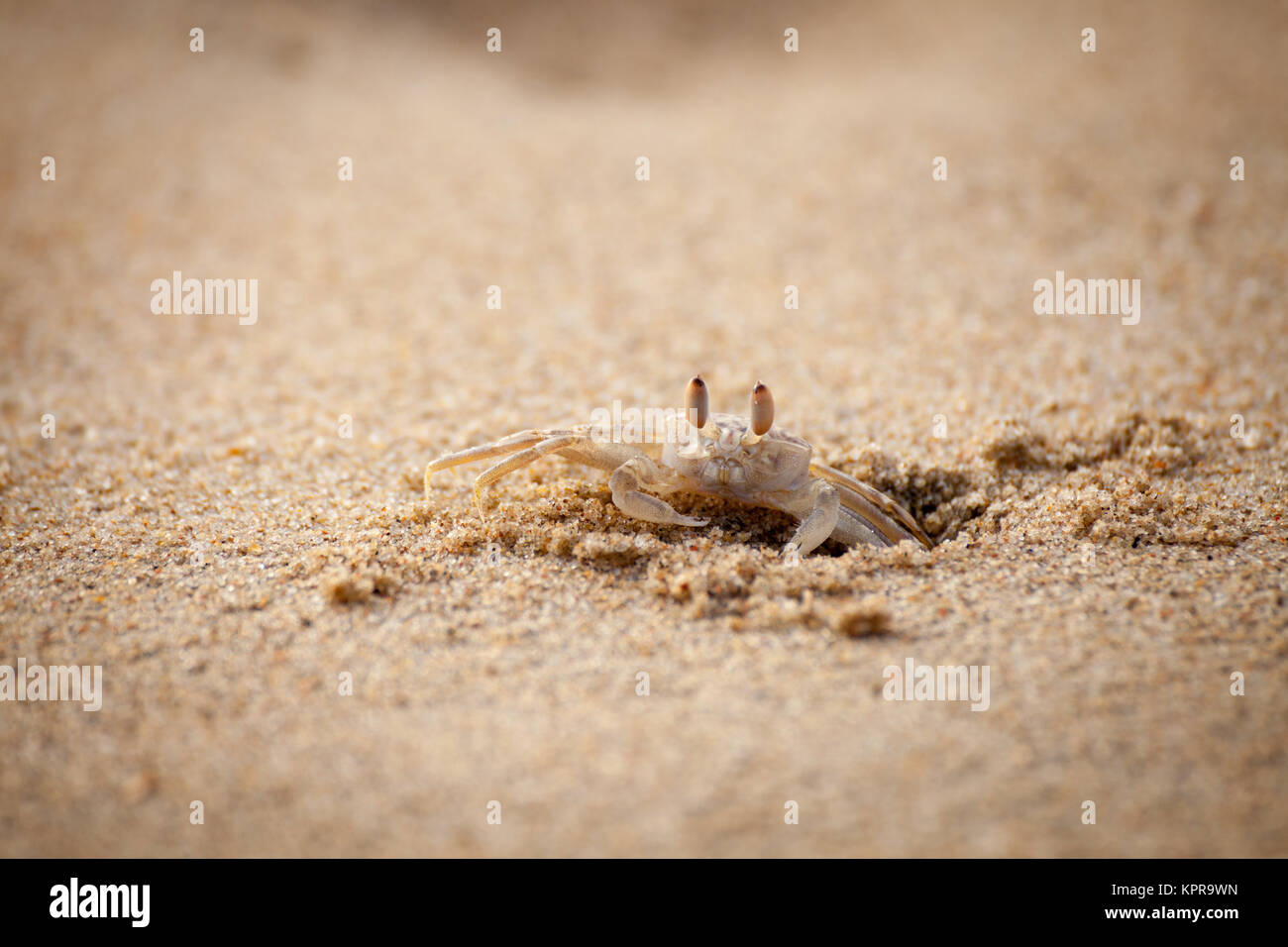 Digging Hole In Sand High Resolution Stock Photography and Images - Alamy