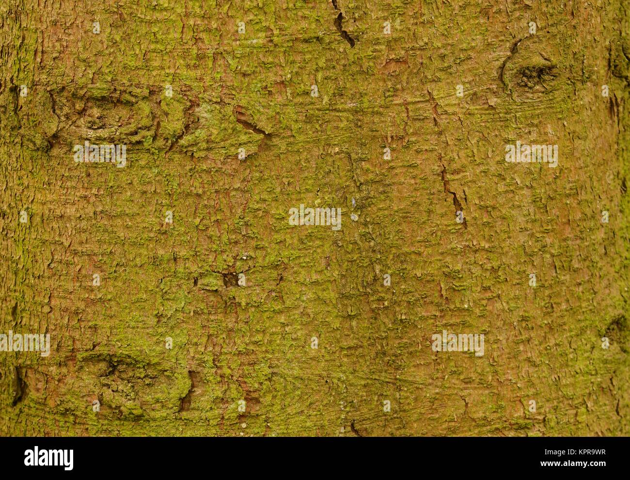 Tree trunk bark conifer hi-res stock photography and images - Alamy