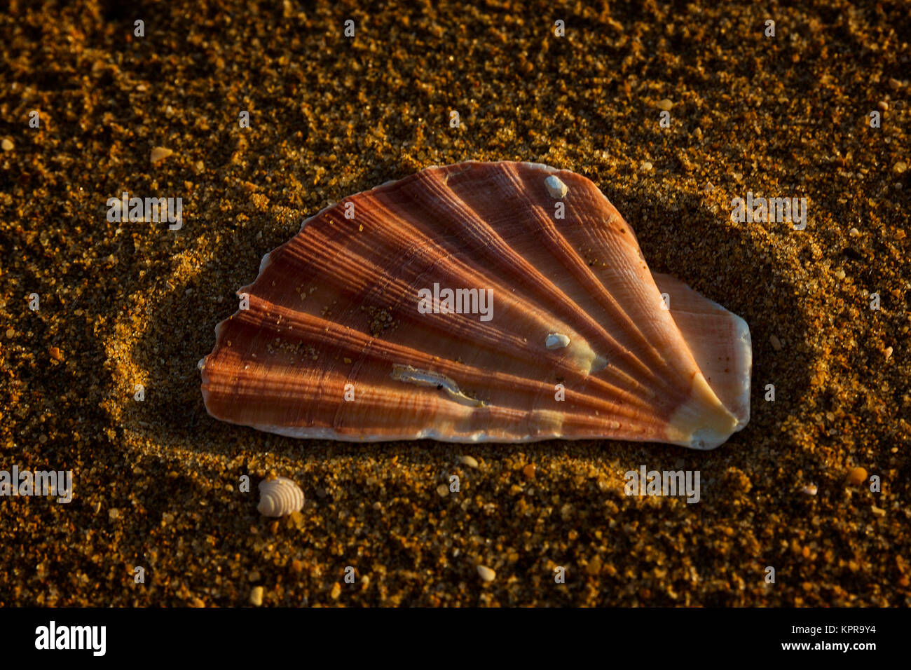 Republica portuguesa hi-res stock photography and images - Alamy
