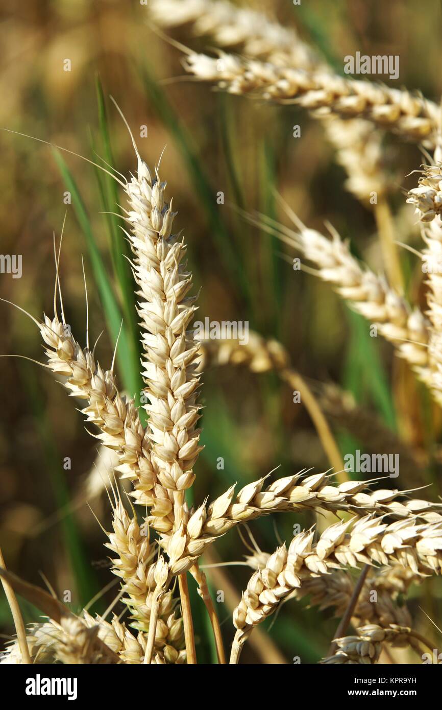 close-up of a panicle in a cornfield Stock Photo - Alamy