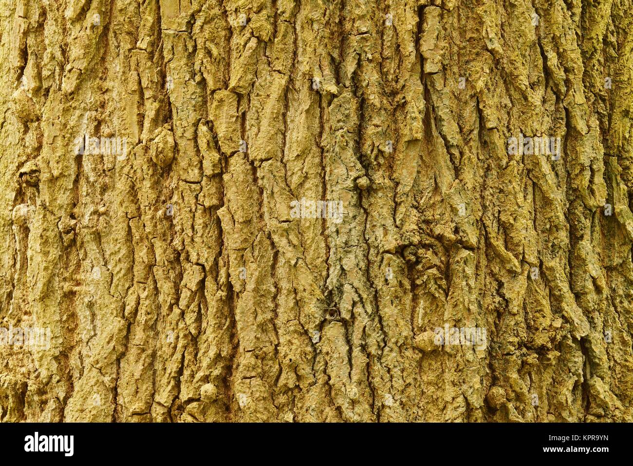 bark of a lime tree Stock Photo - Alamy