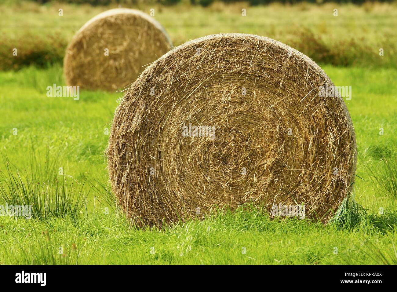 Large straw bale on a meadow Stock Photo - Alamy