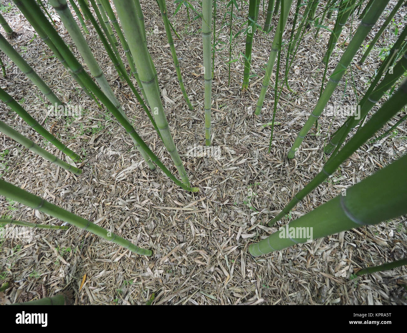 Bamboo tree perspective Stock Photo - Alamy