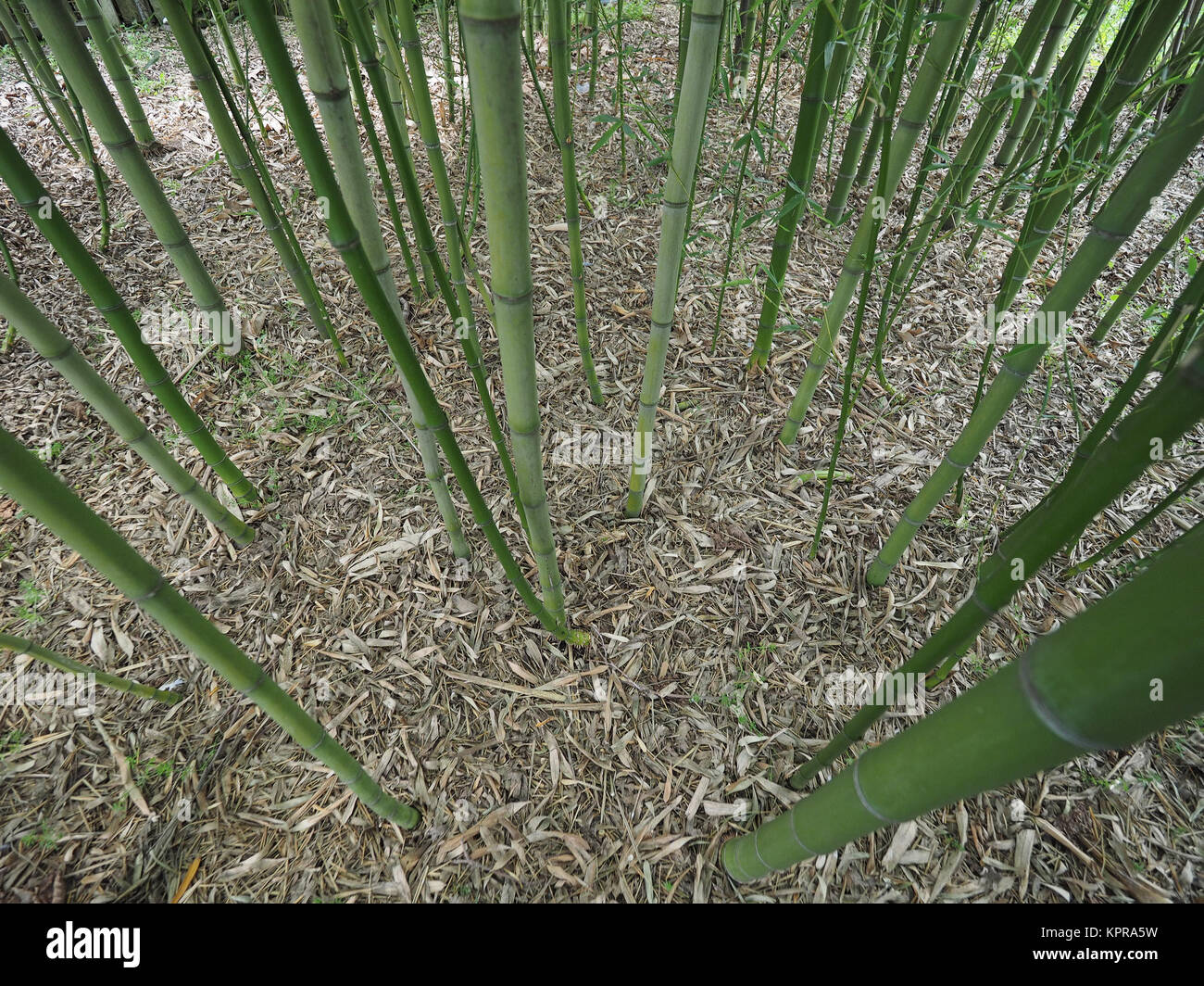 Bamboo tree perspective Stock Photo - Alamy