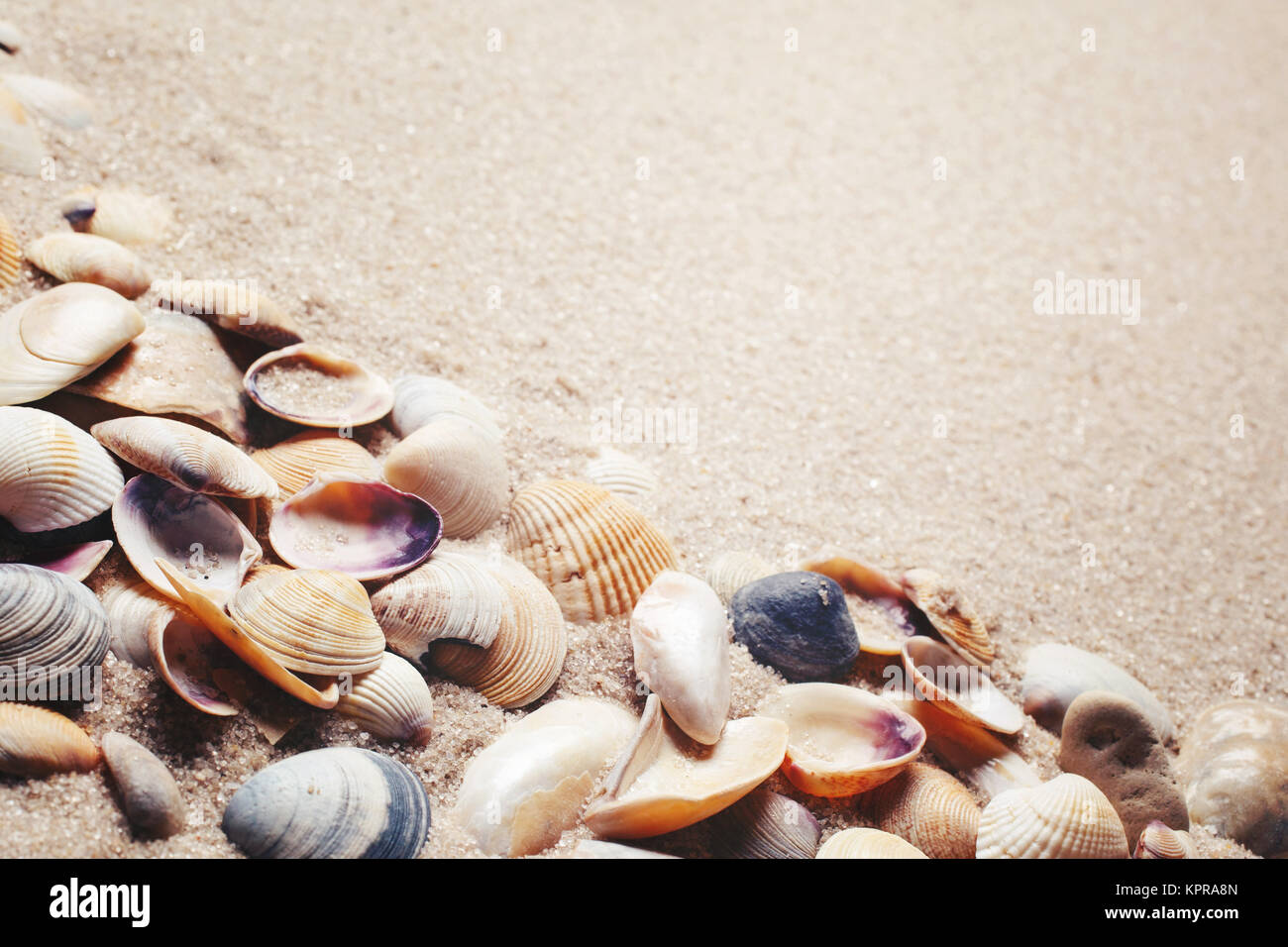 Sea shells on sand Stock Photo - Alamy