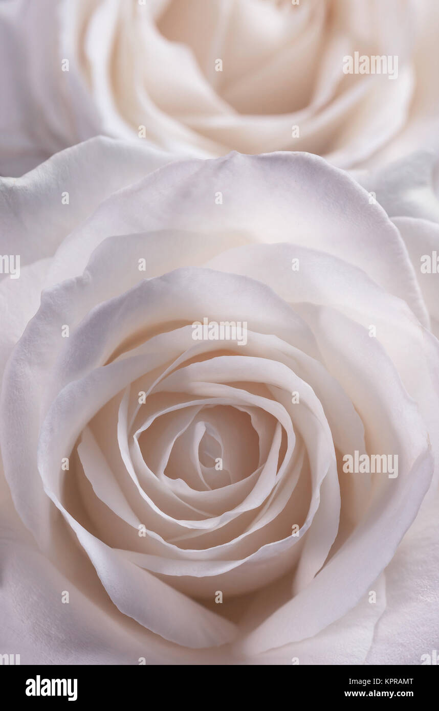 Rose in soft pink tinge Stock Photo - Alamy