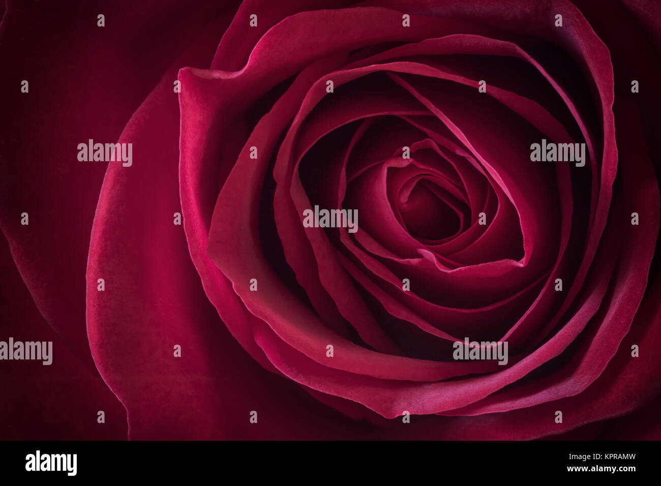 Red rose blossom Stock Photo - Alamy