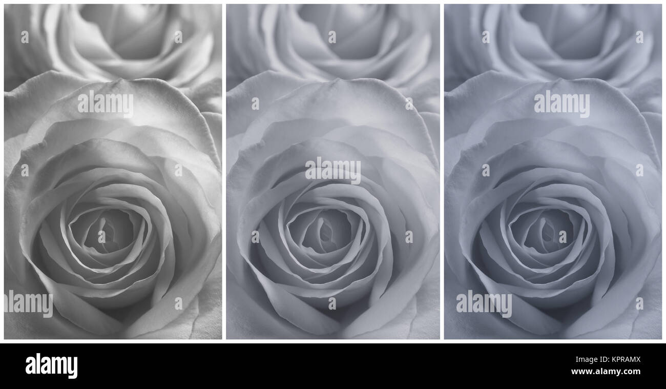 Collage of three roses Stock Photo - Alamy