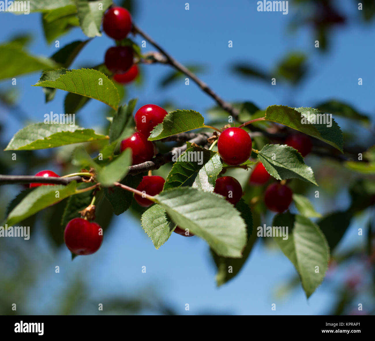 branch of red cherry close up Stock Photo - Alamy