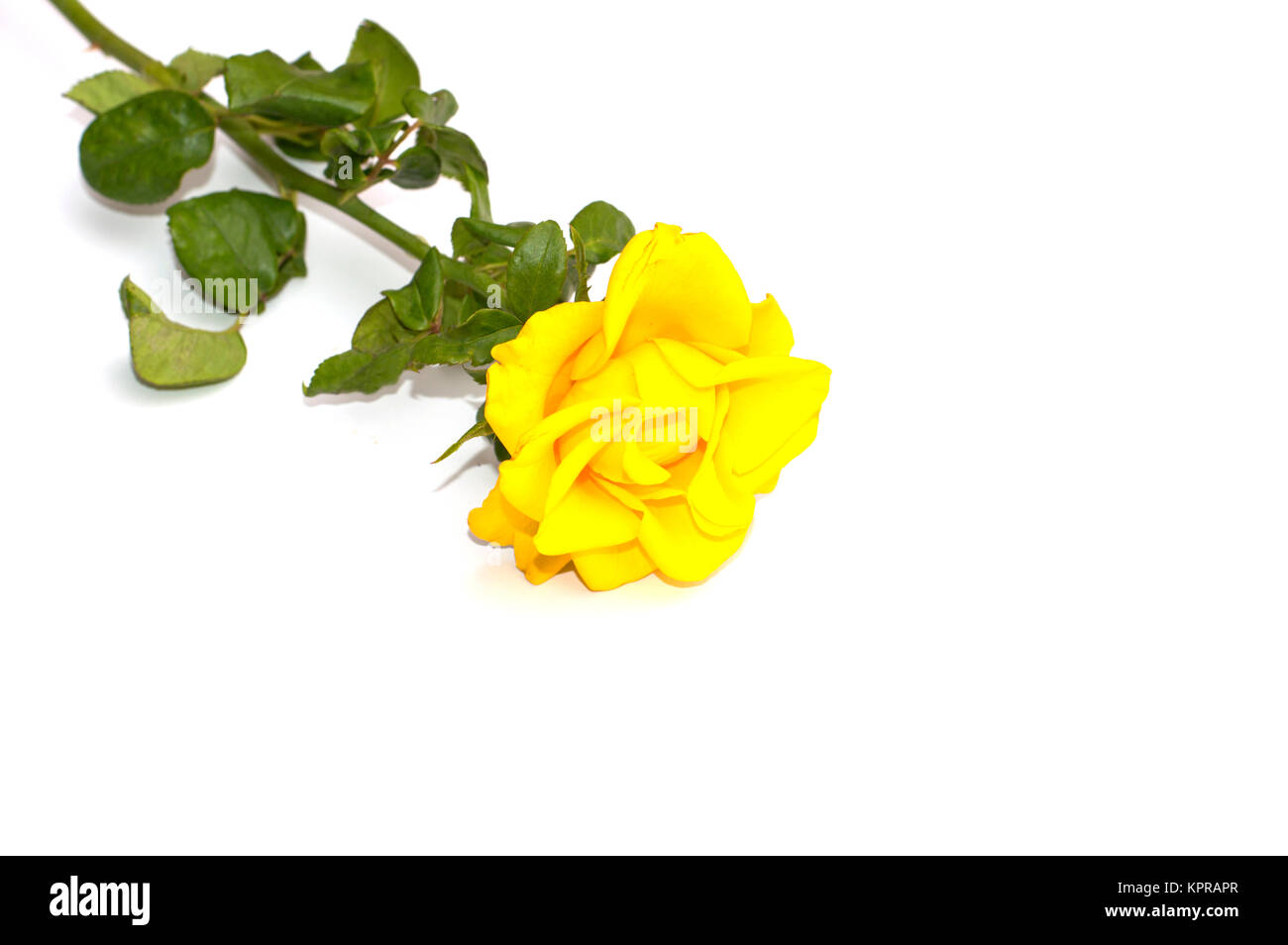 Scarlet and yellow Cut Out Stock Images & Pictures - Alamy