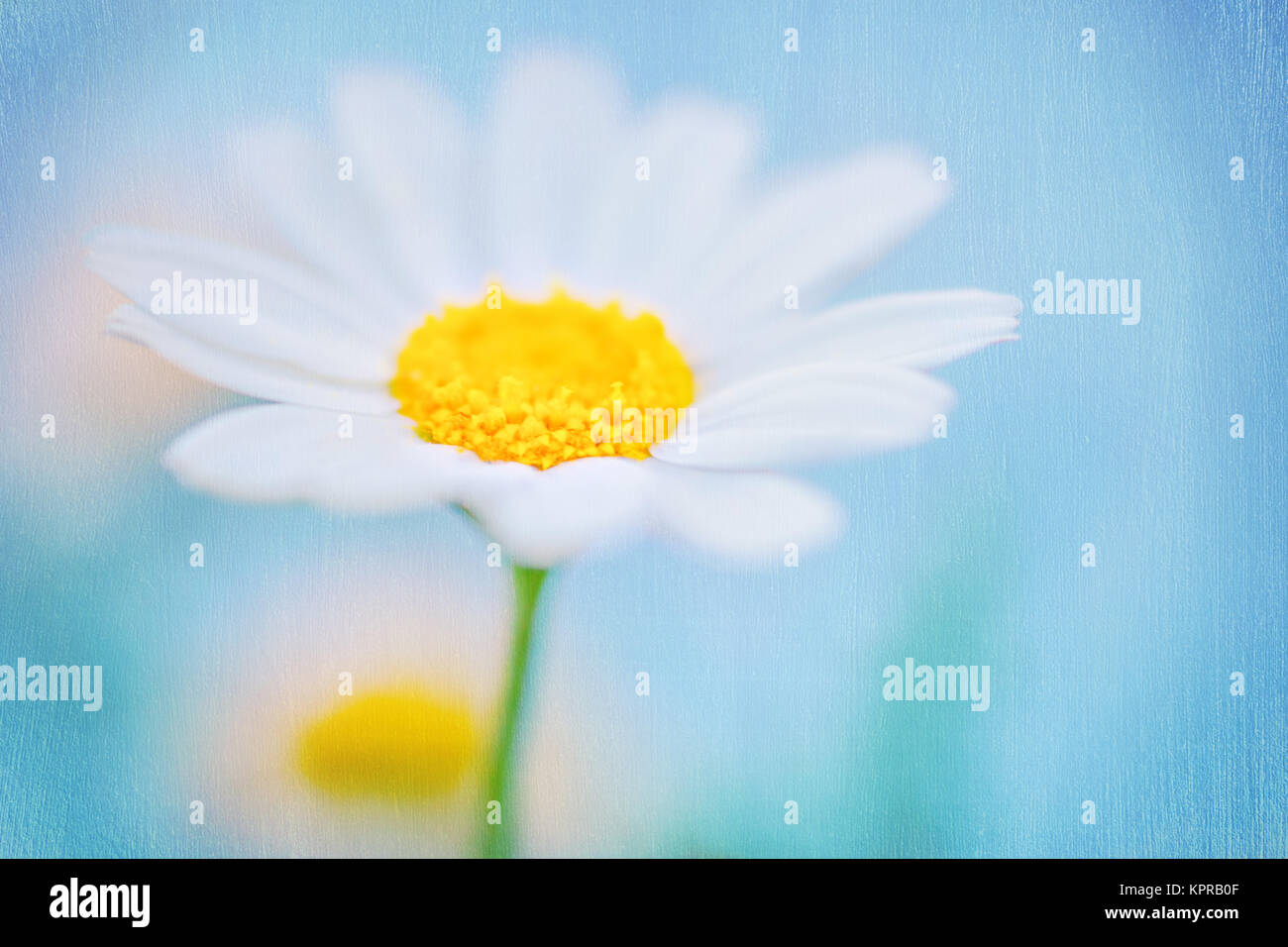 Beautiful textured background of a daisy flower Stock Photo - Alamy