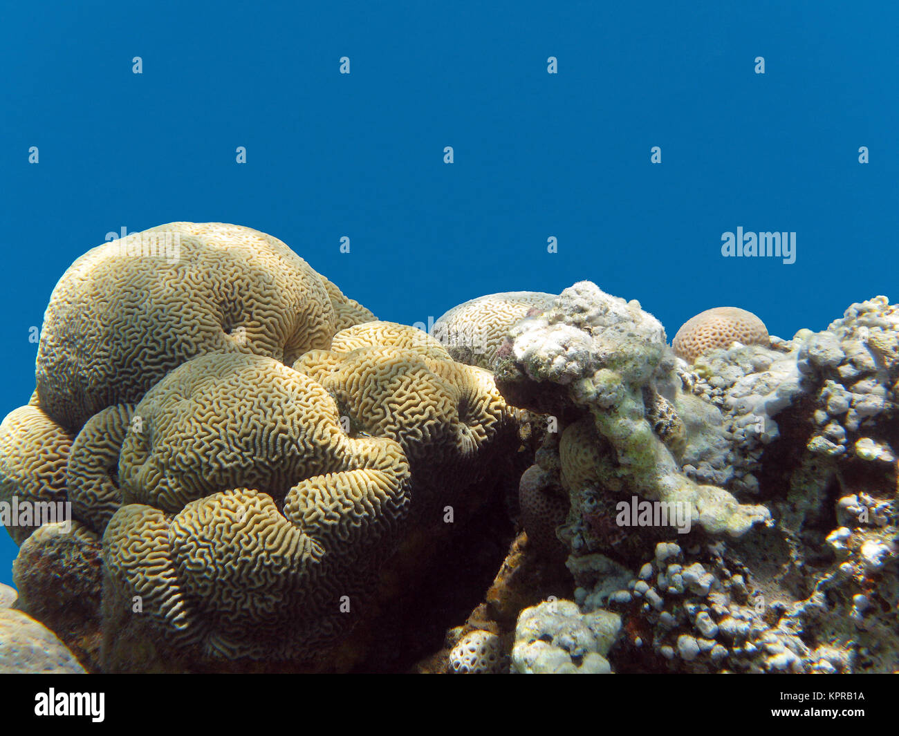 coral reef with brain coral in tropical sea, underwater Stock Photo - Alamy