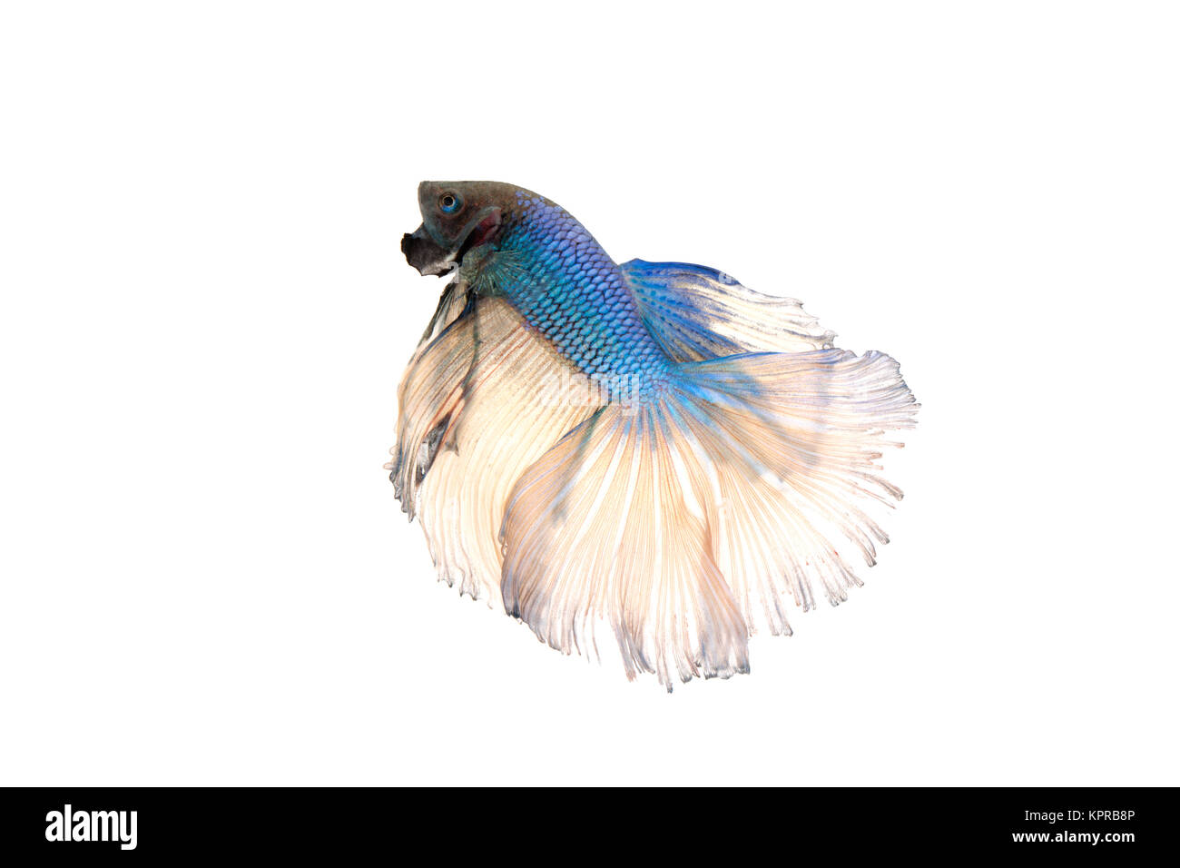 Siamese fighting fish or betta splendens Stock Photo - Alamy
