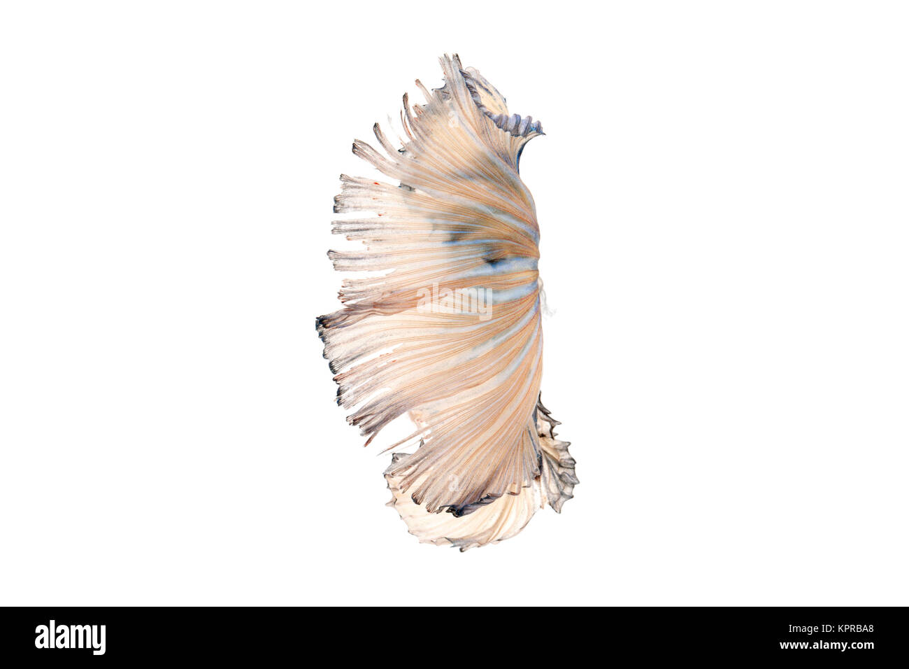 Siamese fighting fish or betta splendens Stock Photo - Alamy