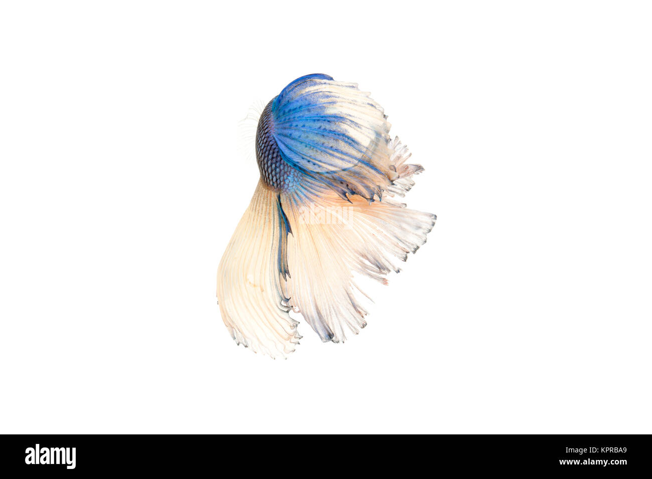 Siamese fighting fish or betta splendens Stock Photo - Alamy