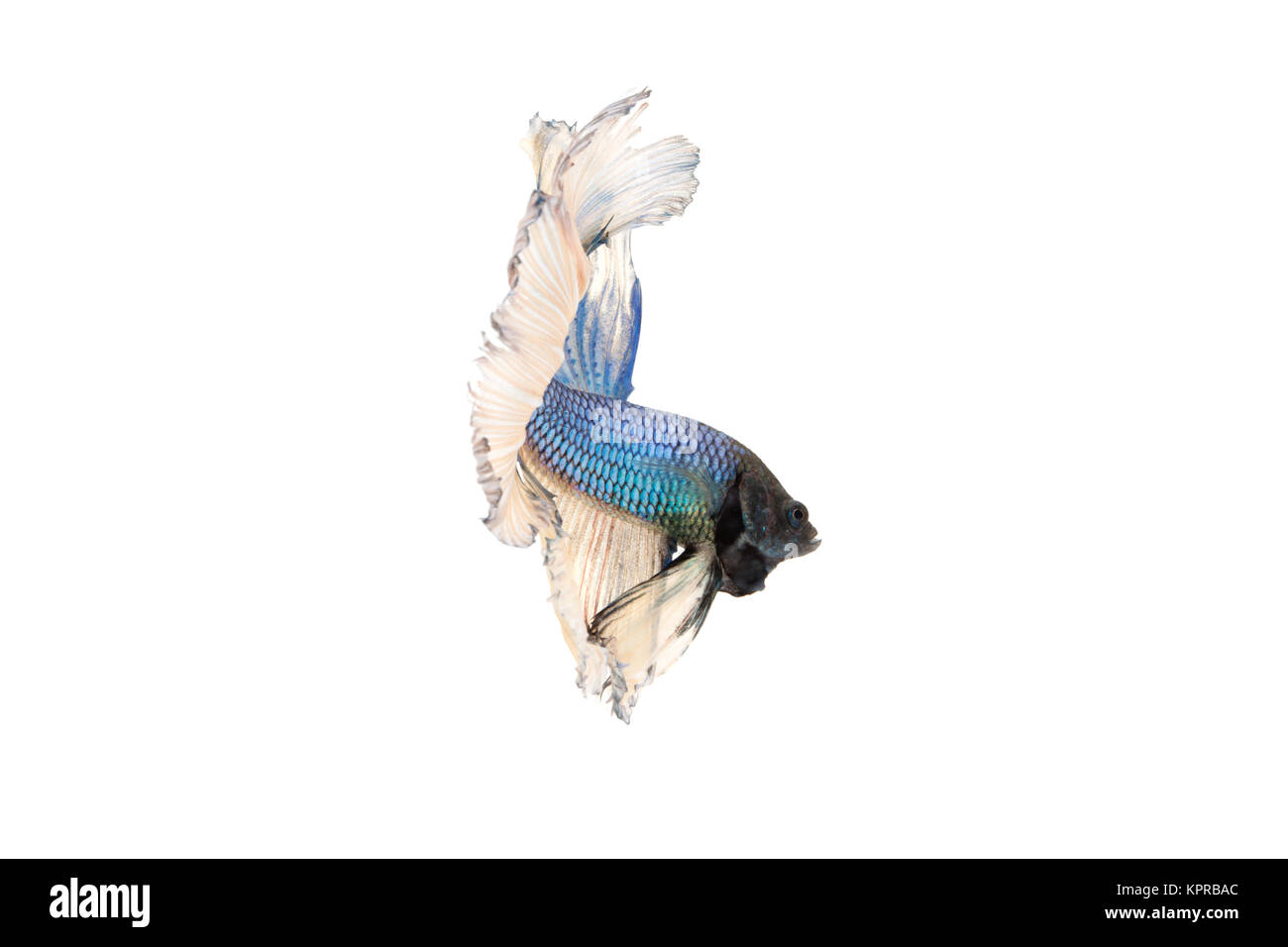 Siamese fighting fish or betta splendens Stock Photo - Alamy