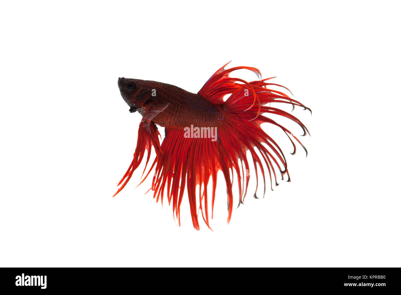 red betta splendens Stock Photo - Alamy