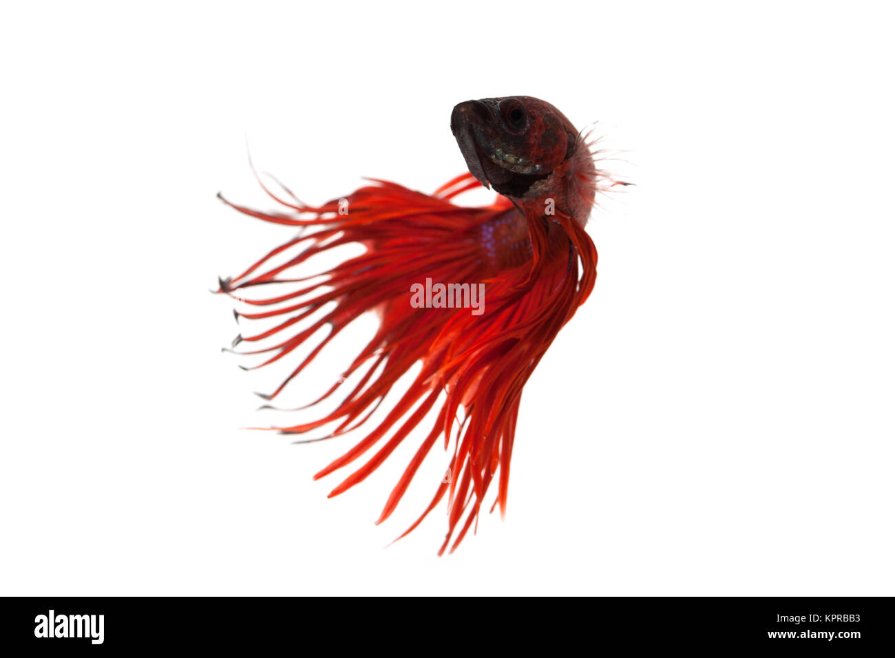 red betta splendens Stock Photo - Alamy