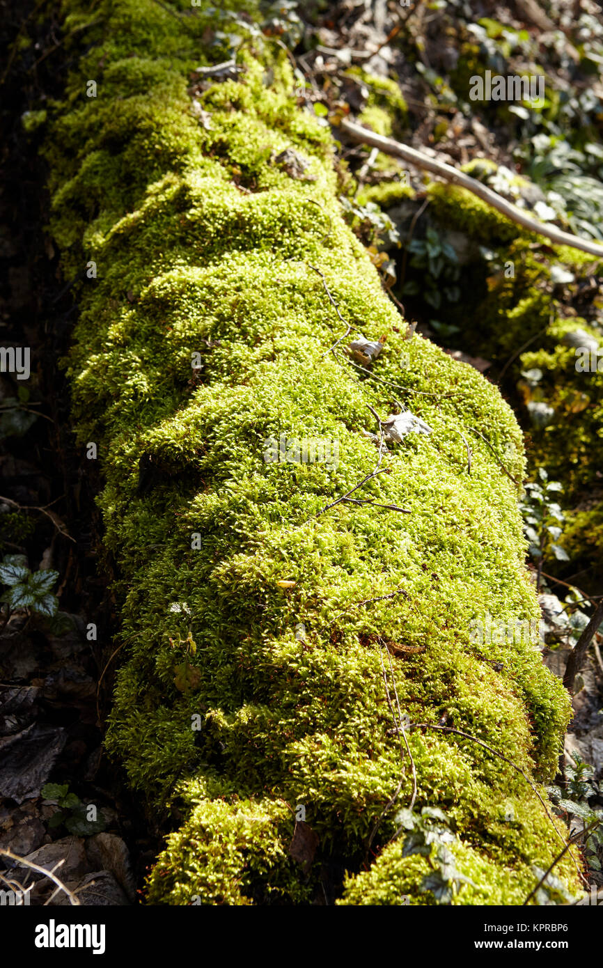 Forest - Moss covered tree bole Stock Photo - Alamy